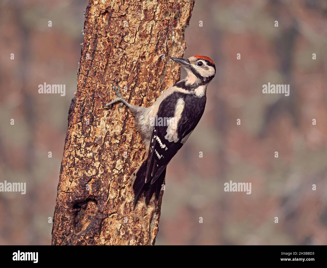 Great Spotted Woodpecker Scottish Borders, Hawick Stock Photo - Alamy
