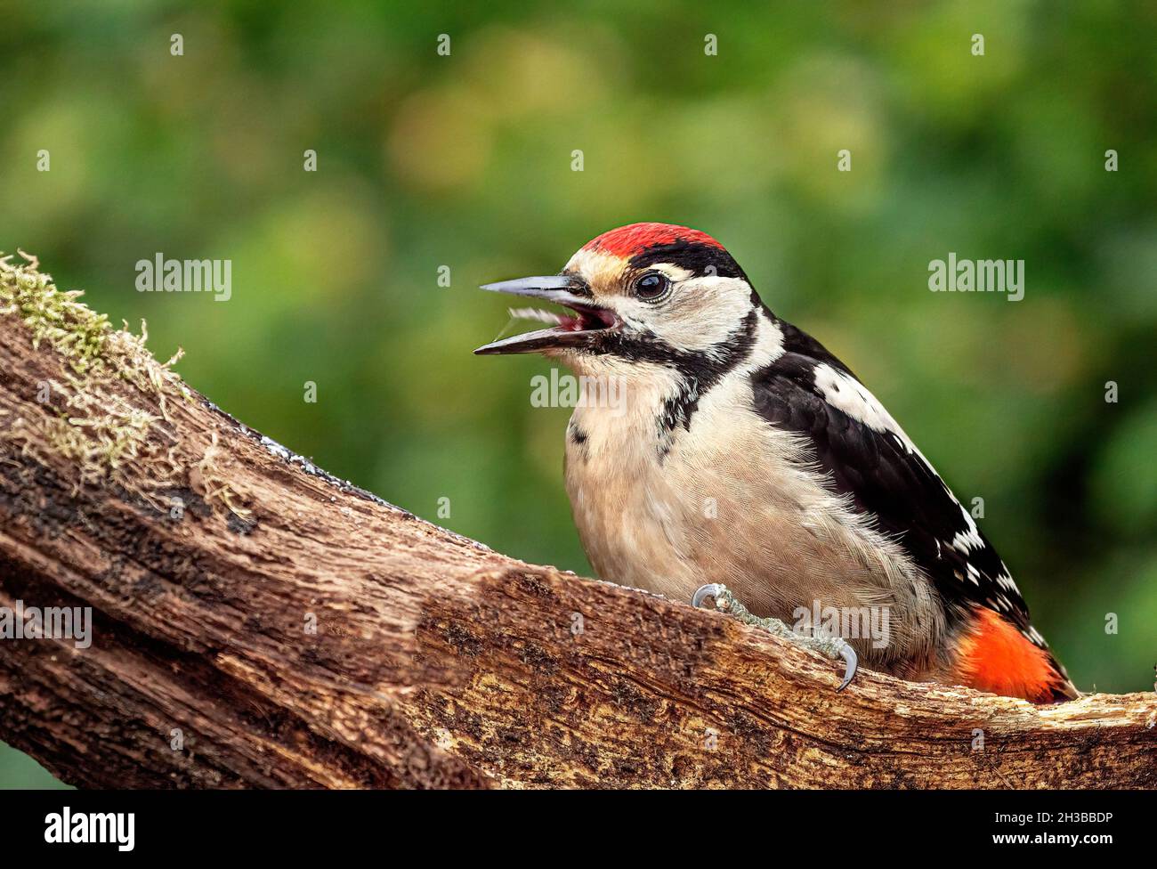 Great Spotted Woodpecker Scottish Borders, Hawick Stock Photo - Alamy