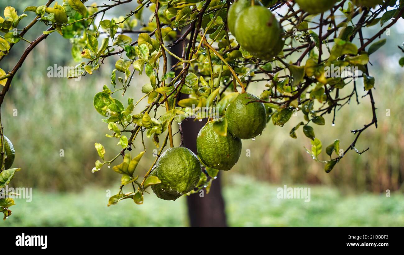 Very large lemon,Lemon in the garden,Flower and fruit of a rich lemon ...