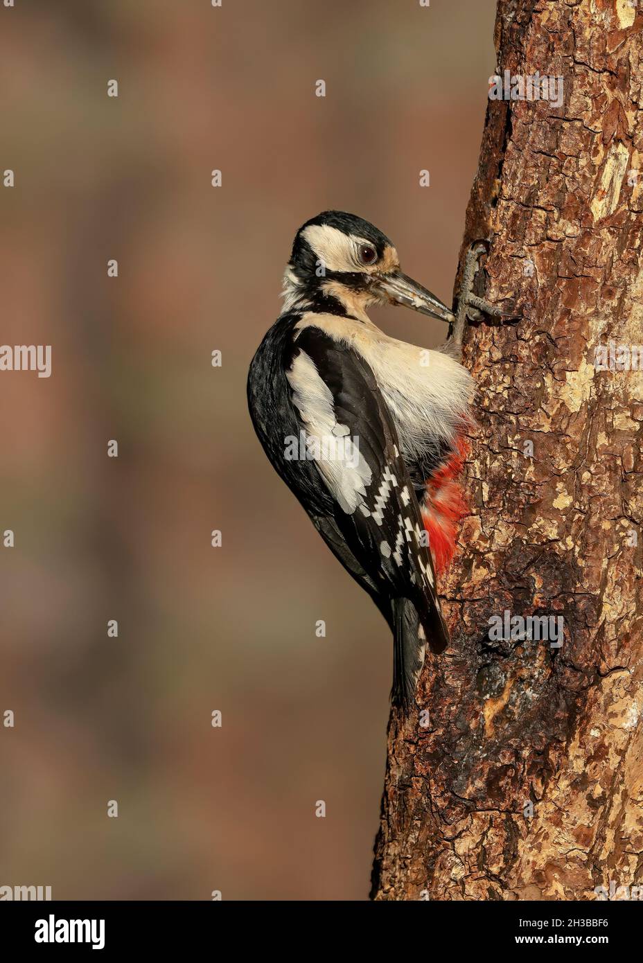 Great Spotted Woodpecker Scottish Borders, Hawick Stock Photo - Alamy
