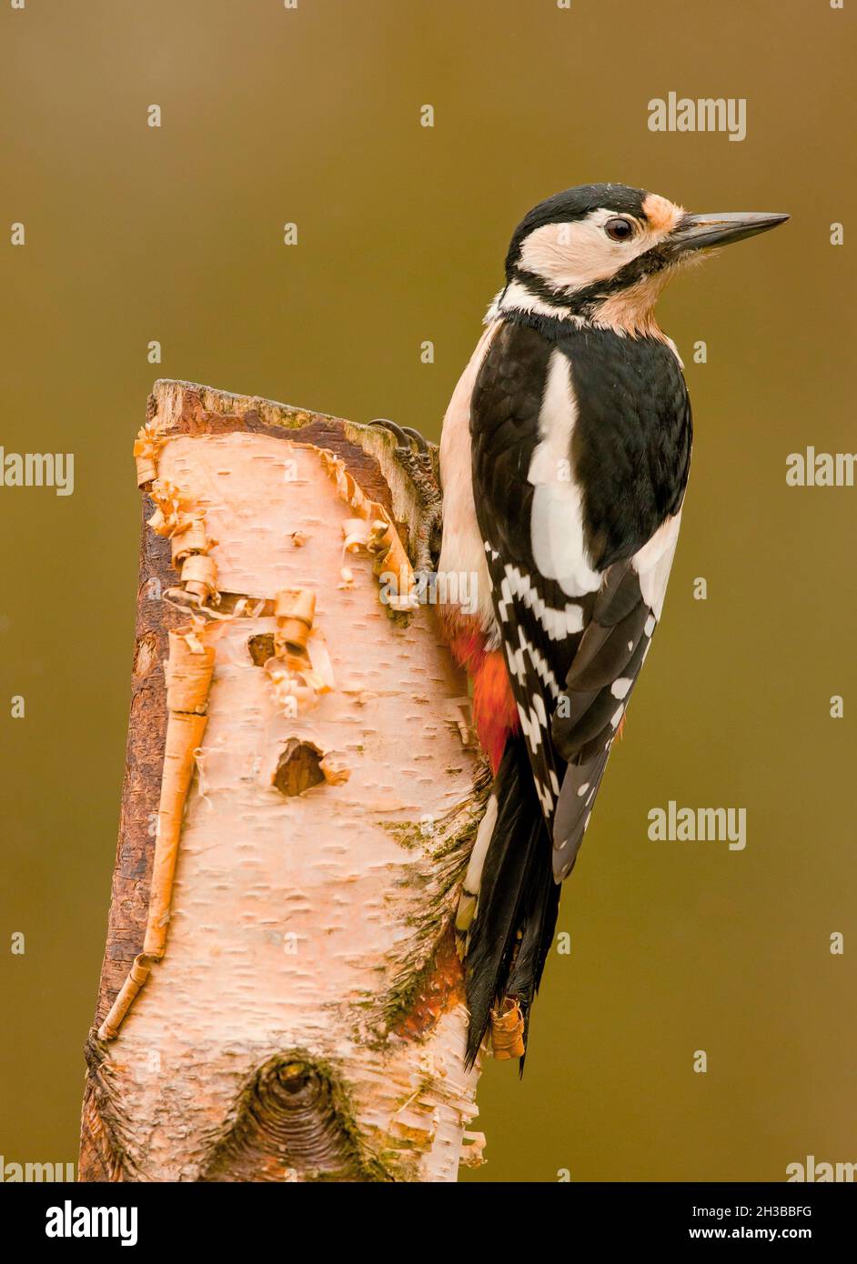 Great Spotted Woodpecker Scottish Borders, Hawick Stock Photo - Alamy