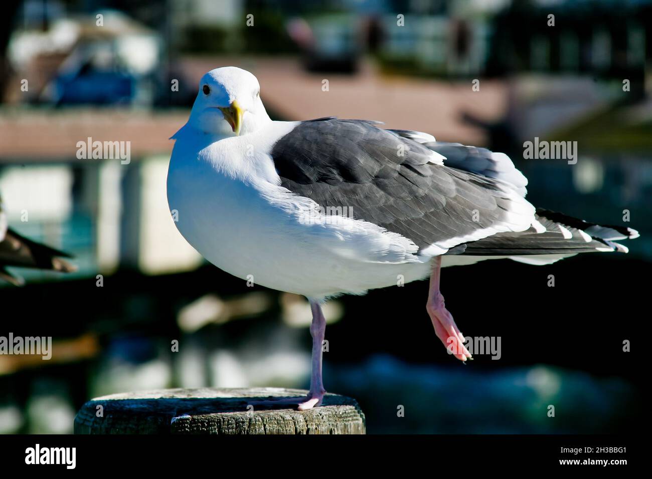 Seagull balanced on one leg Stock Photo - Alamy