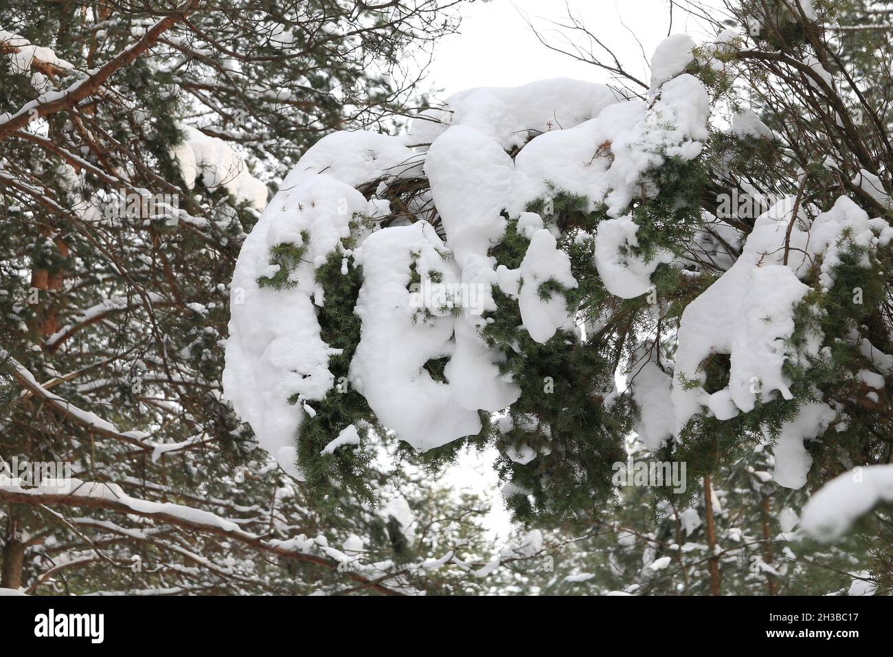 Wilga tree hi-res stock photography and images - Alamy