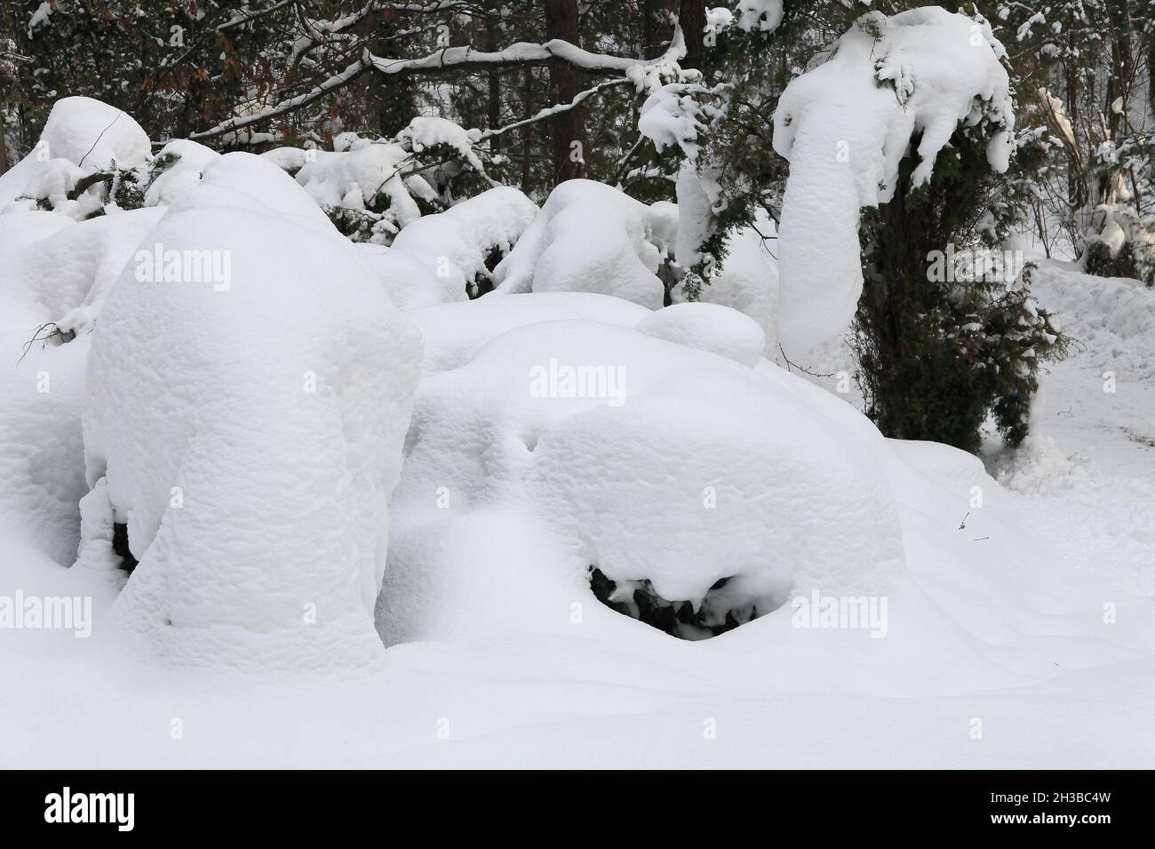 Wilga tree hi-res stock photography and images - Alamy