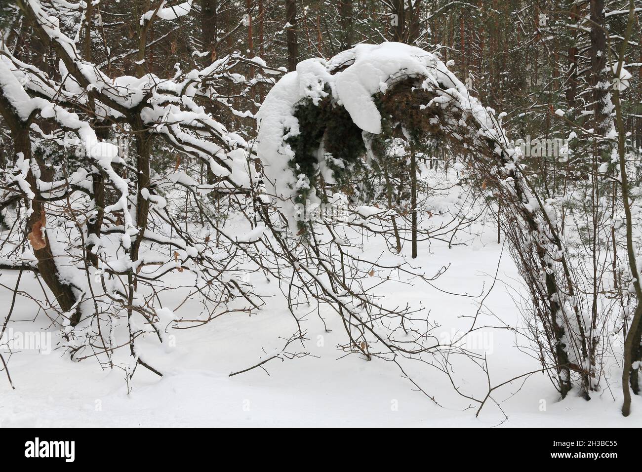 Wilga tree hi-res stock photography and images - Alamy