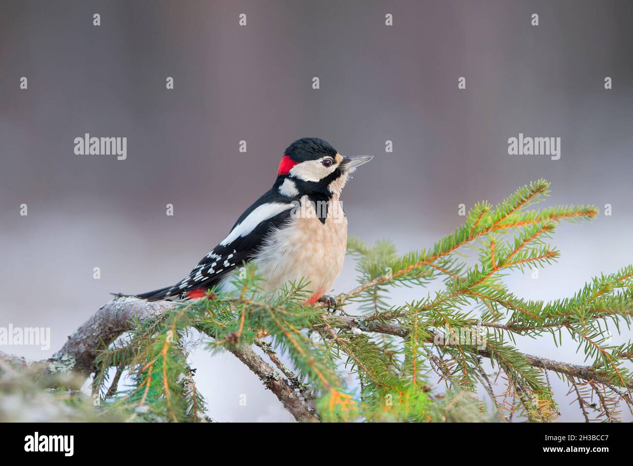 Great Spotted Woodpecker Scottish Borders, Hawick Stock Photo - Alamy