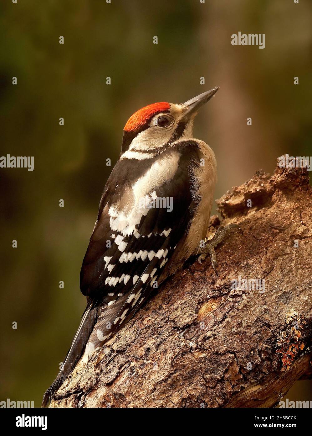 Great Spotted Woodpecker Scottish Borders, Hawick Stock Photo - Alamy