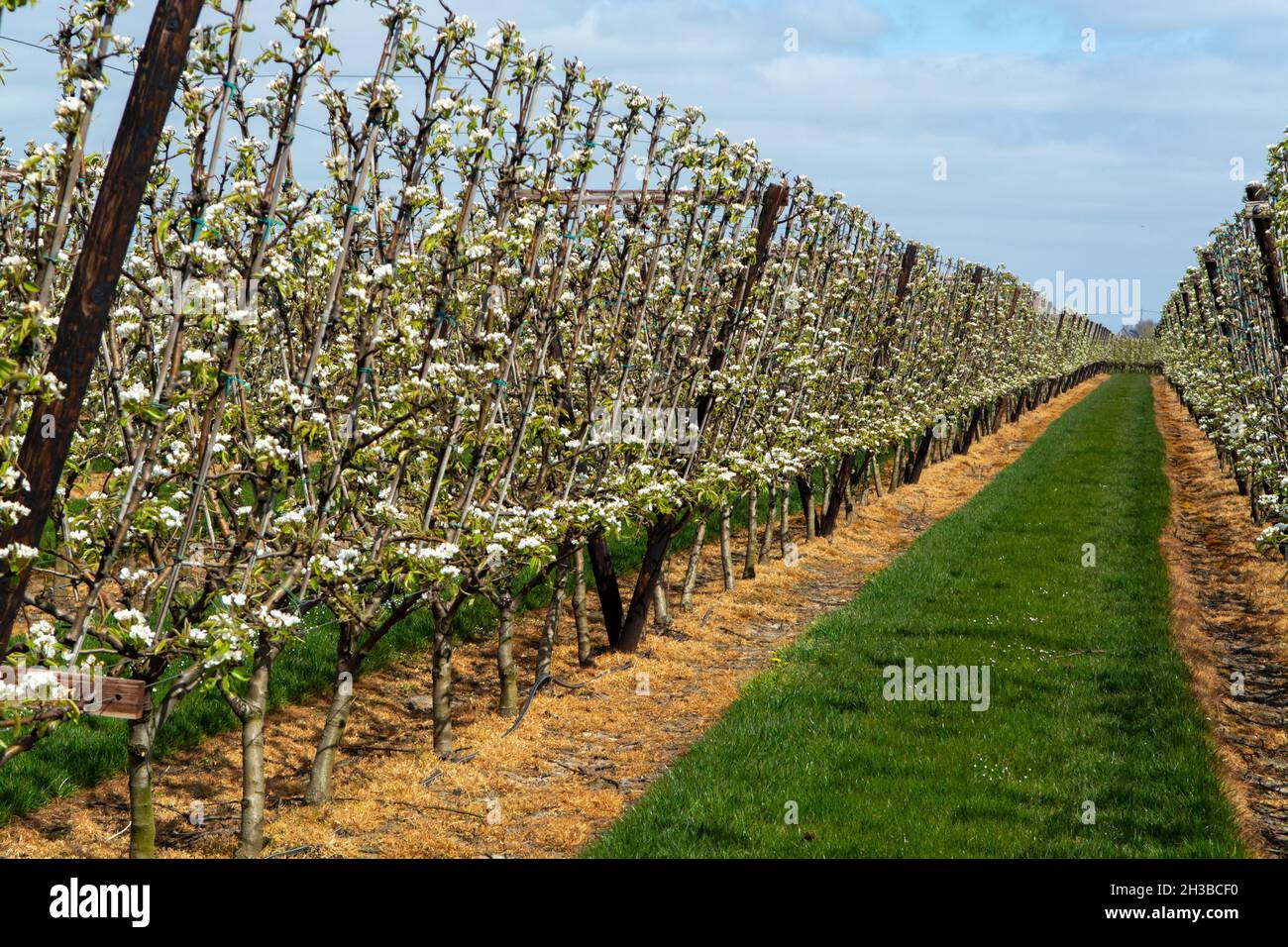 Organic farming in Netherlands, rows of blossoming pear trees on fruit ...