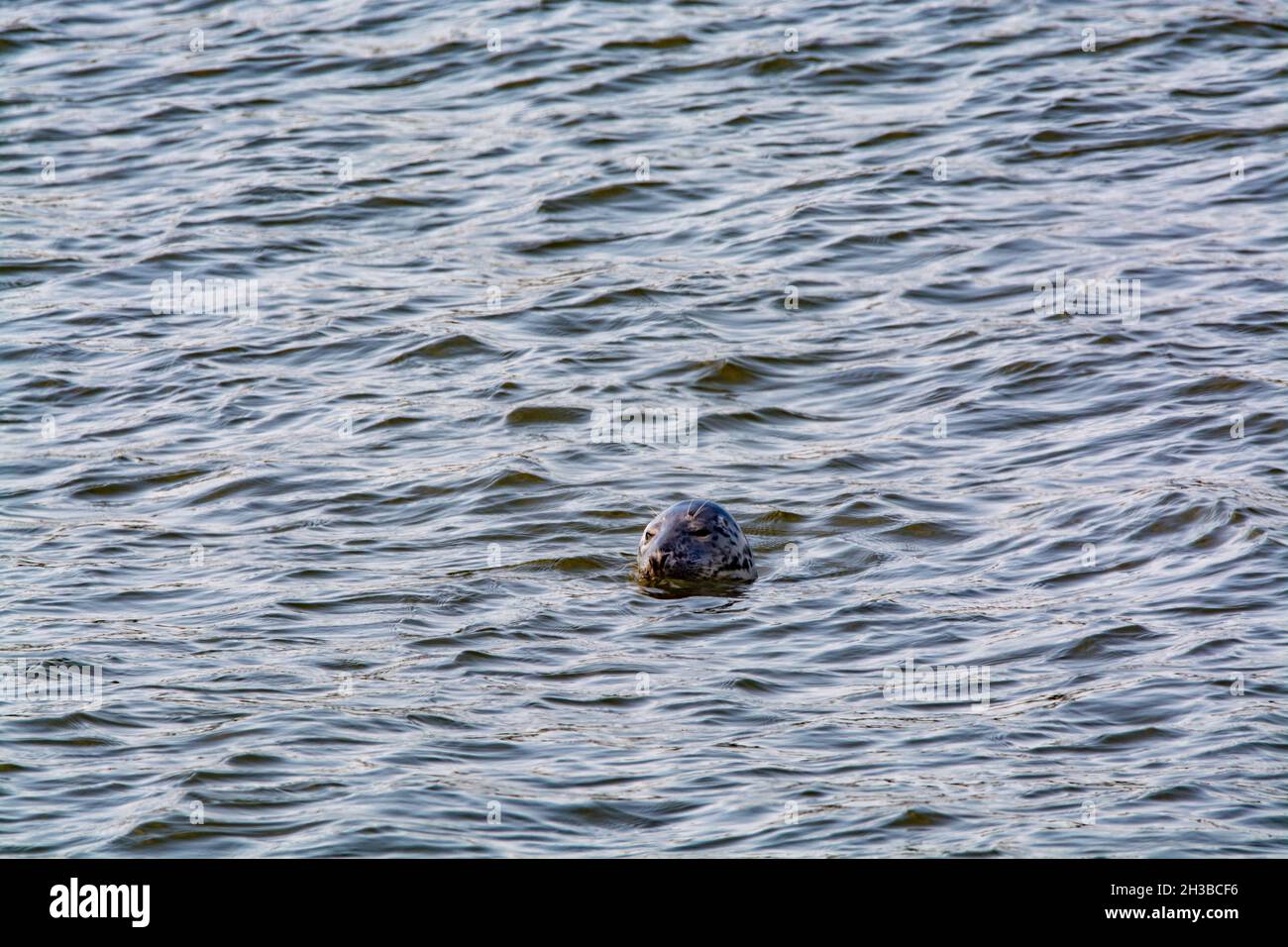 Head of sea seal swimming in cold sea water near Renesse beach, North ...