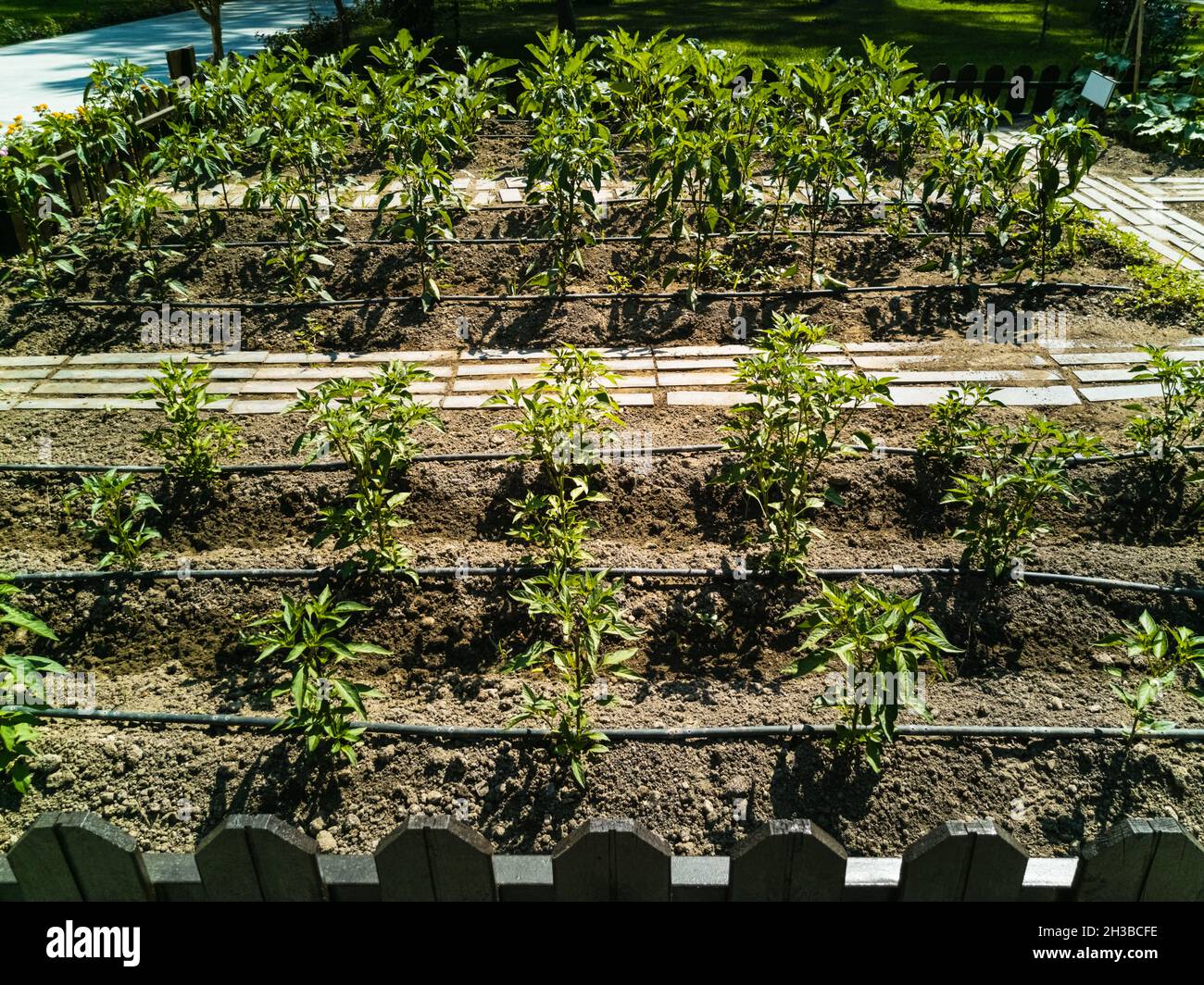 View of vegetable sprouts through the fence Stock Photo - Alamy