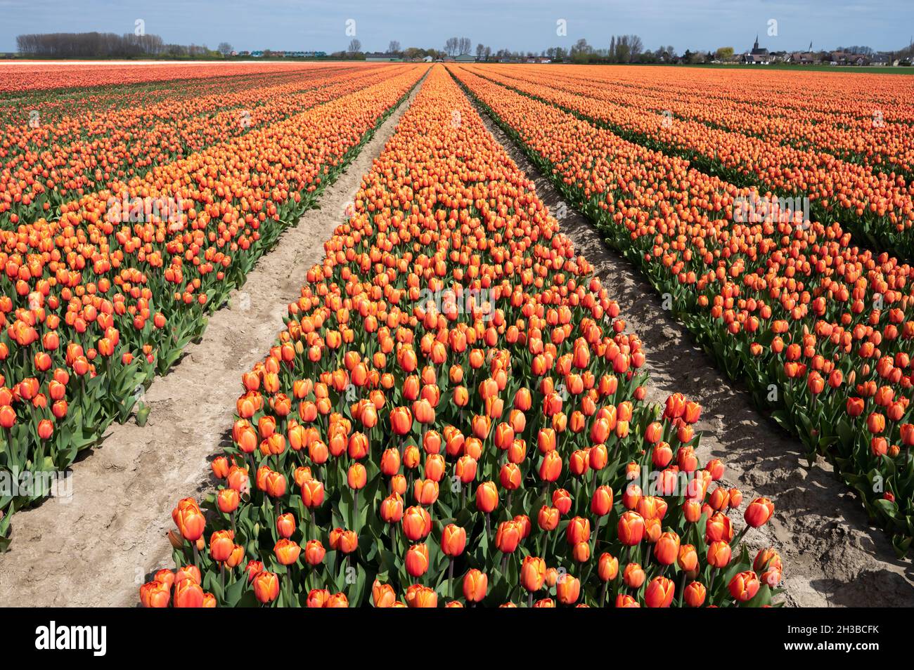 Tulip bulbs production industry, colorful tulip flowers fields in ...