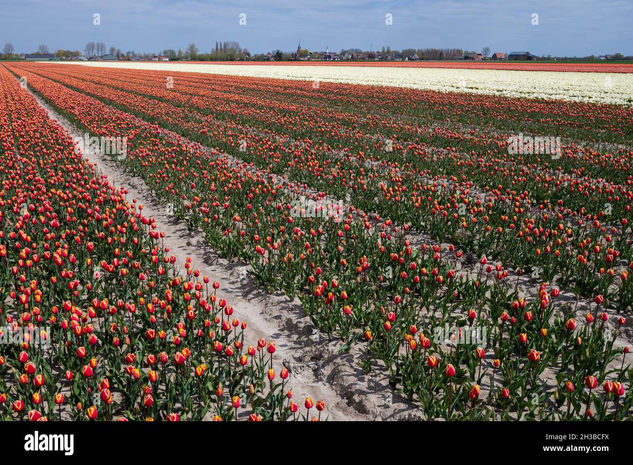 Tulip bulbs production industry, colorful tulip flowers fields in ...