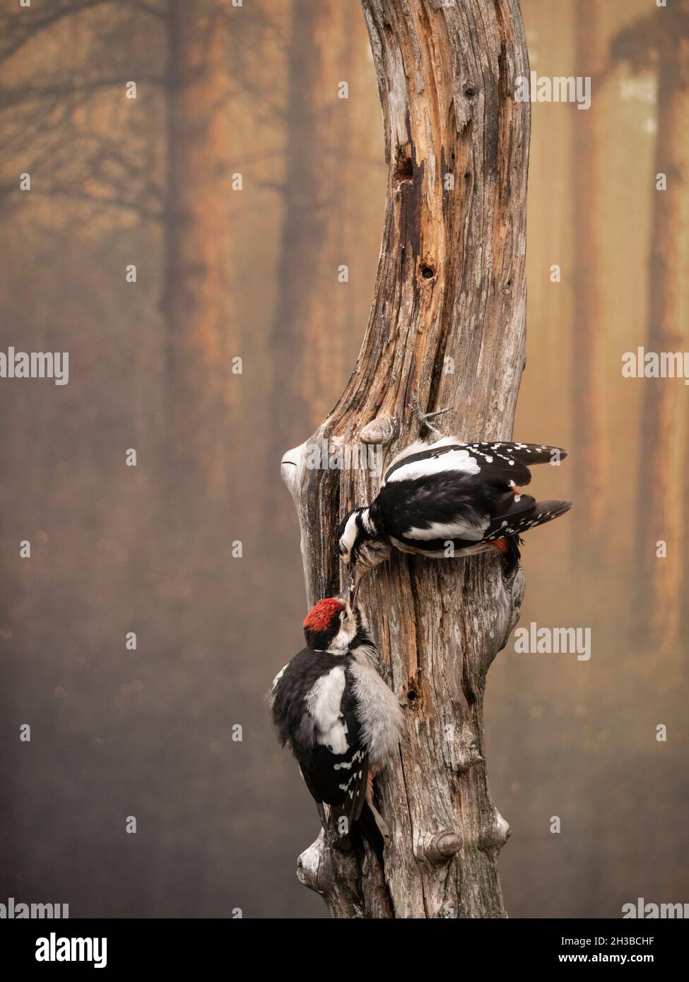 Great Spotted Woodpecker Scottish Borders, Hawick Stock Photo - Alamy