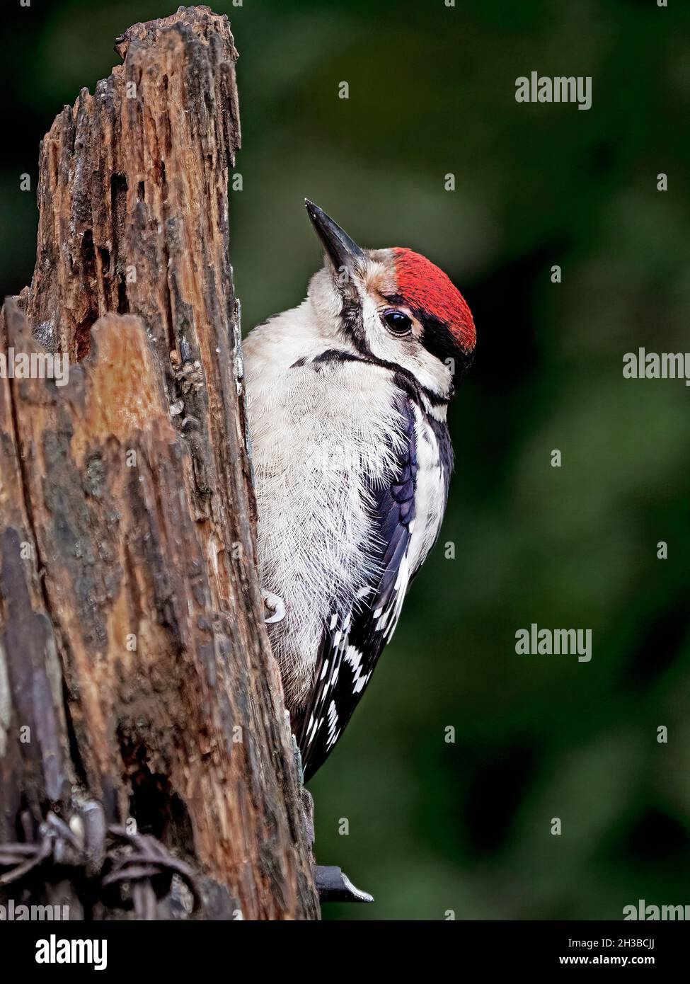 Great Spotted Woodpecker Scottish Borders, Hawick Stock Photo - Alamy