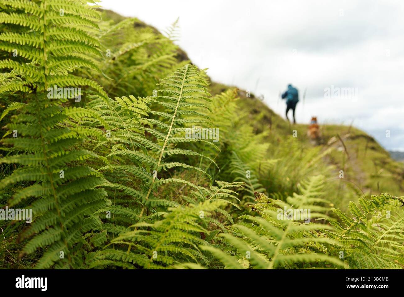 Dog with ferns hi-res stock photography and images - Alamy