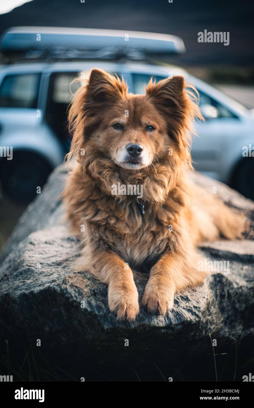 Furry fluffy cute white red hi-res stock photography and images - Alamy