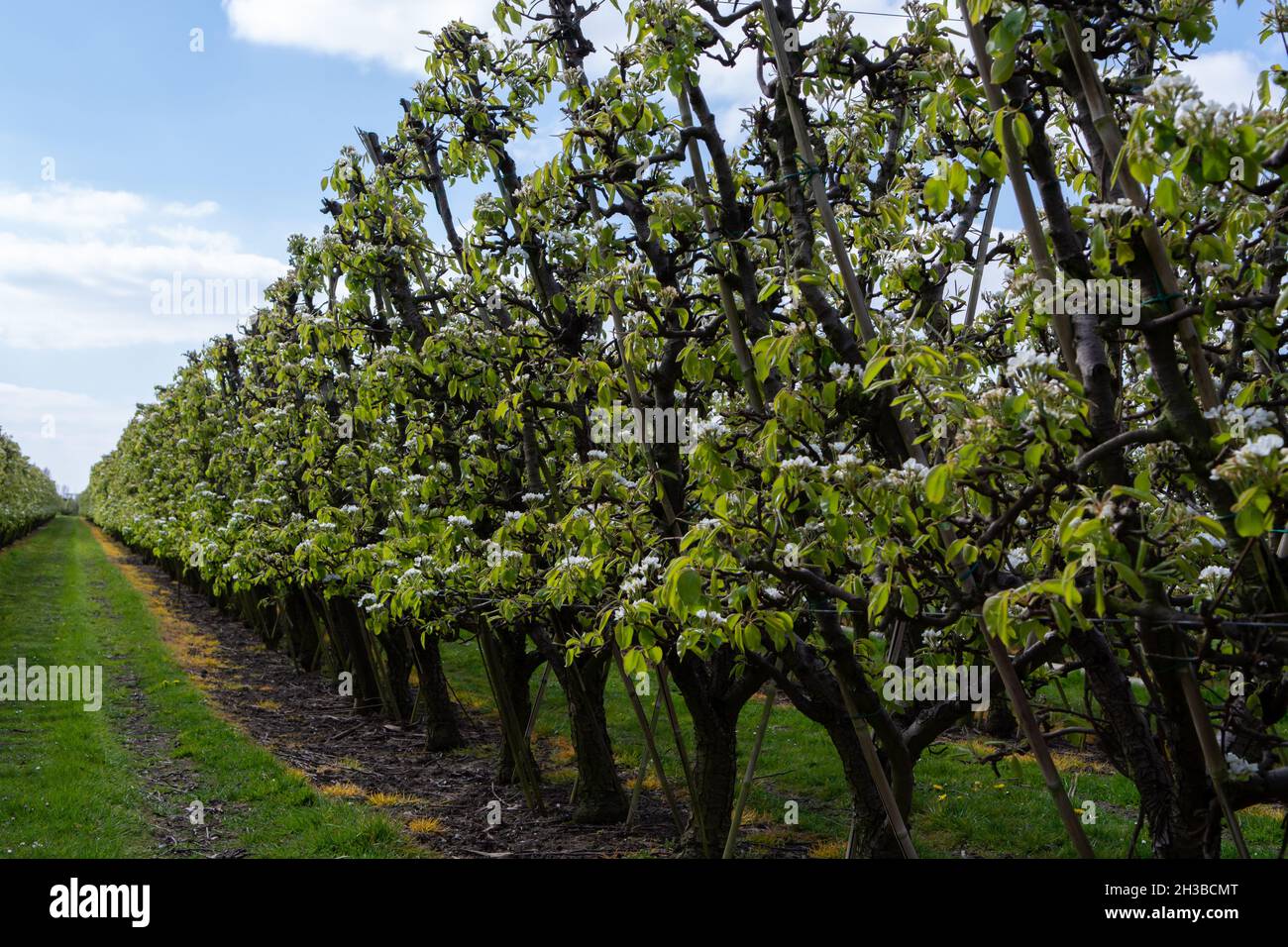 Organic farming in Netherlands, rows of blossoming pear trees on fruit ...
