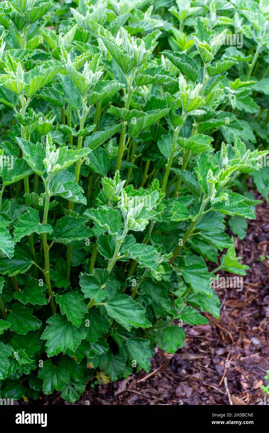 Botanical collection, medicinal plant green althaea officinalis in ...