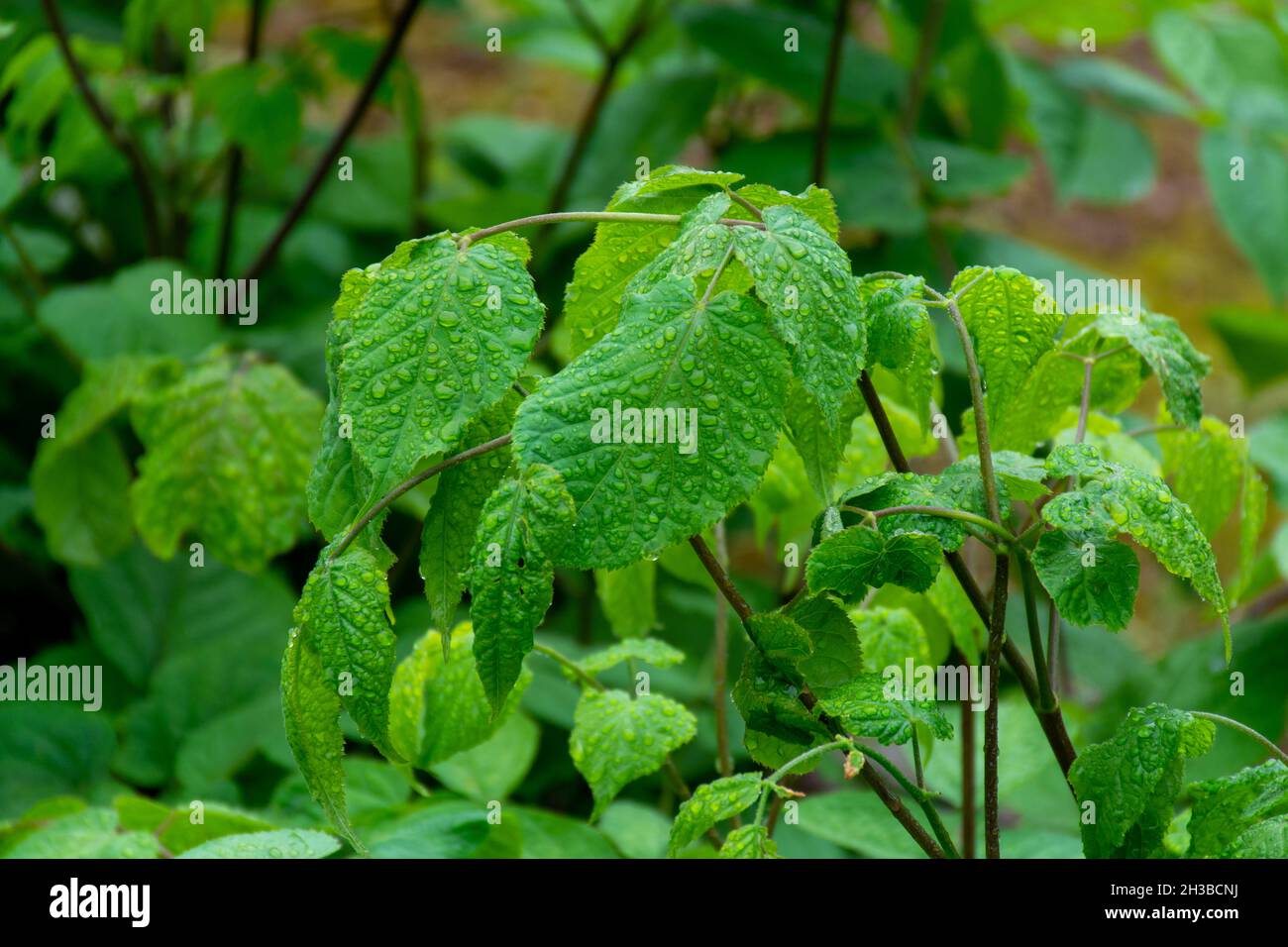 Botaical collection, green leaves of eleutherococcus senticosus or ...