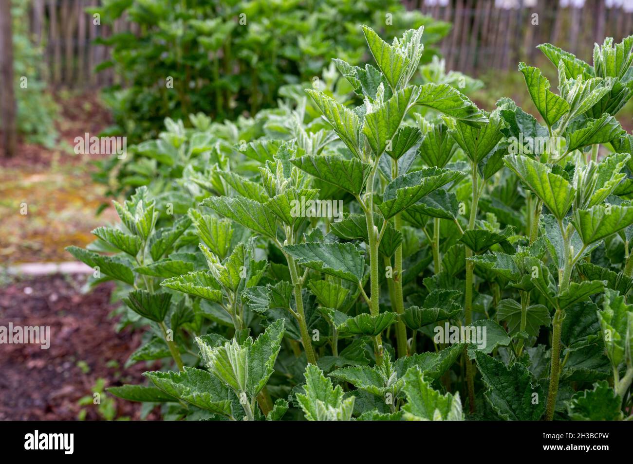 Botanical collection, medicinal plant green althaea officinalis in ...