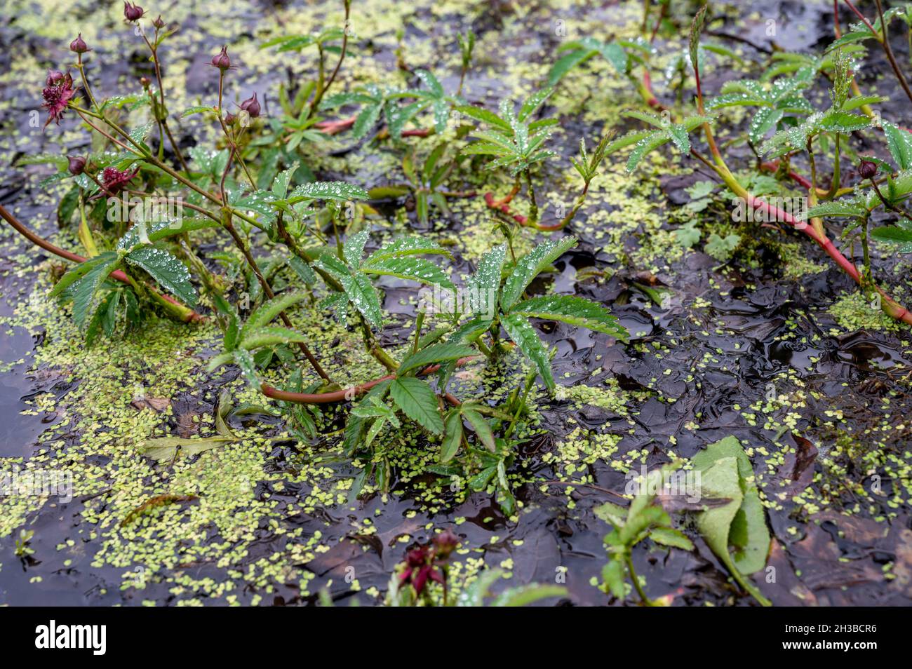 Botanical collection, Comarum palustre or Potentilla palustris ...