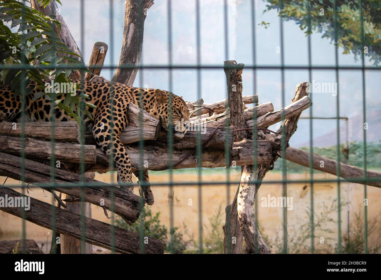 big spotted cat locked in zoo aviary Stock Photo - Alamy