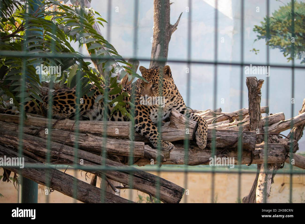 big spotted cat locked in zoo aviary Stock Photo - Alamy