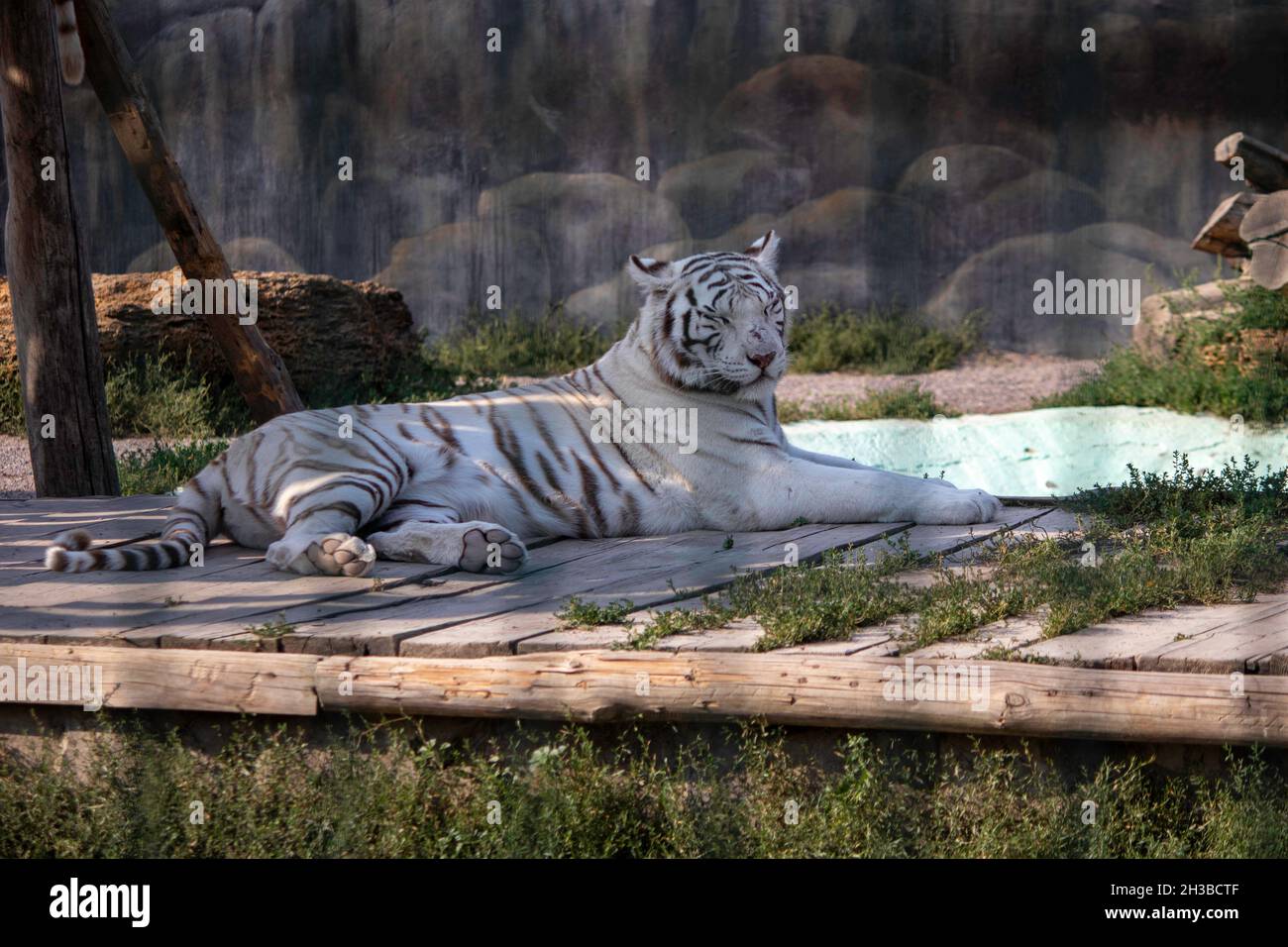 sad beautiful white tiger in zoo aviary Stock Photo - Alamy