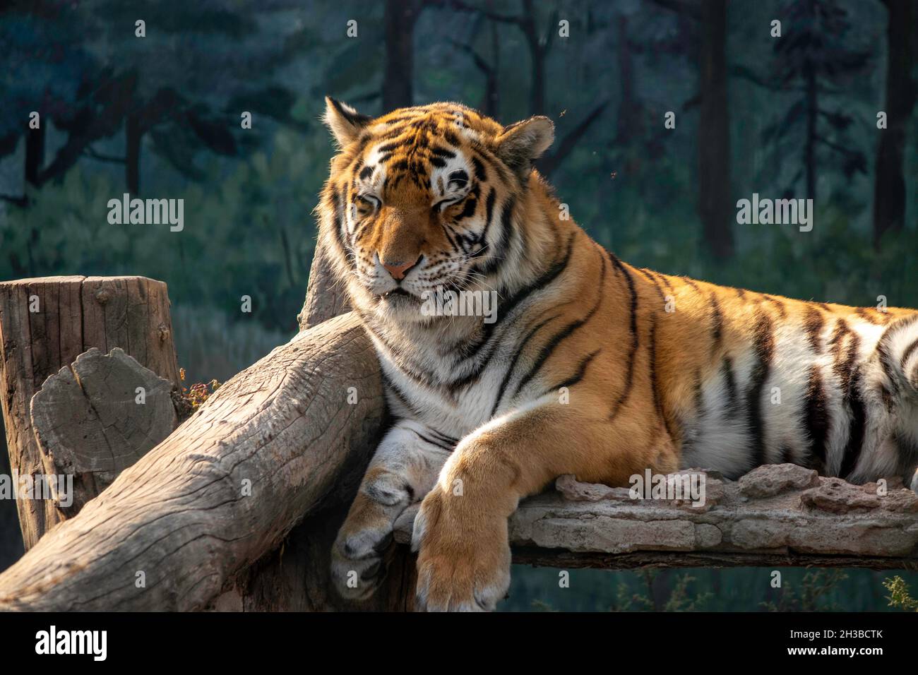 Tiger aviary hi-res stock photography and images - Alamy