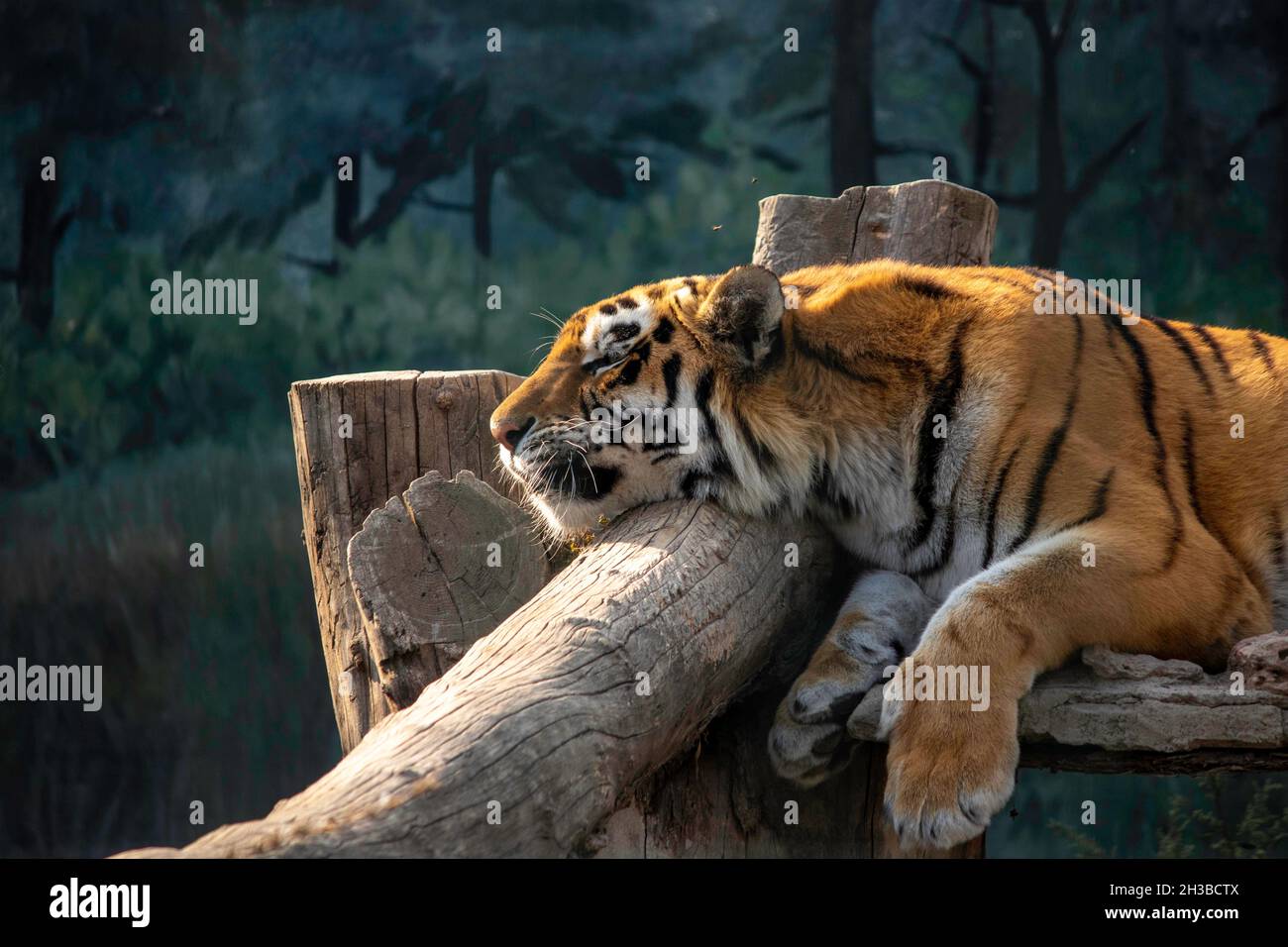 Tiger lies in zoo hi-res stock photography and images - Alamy