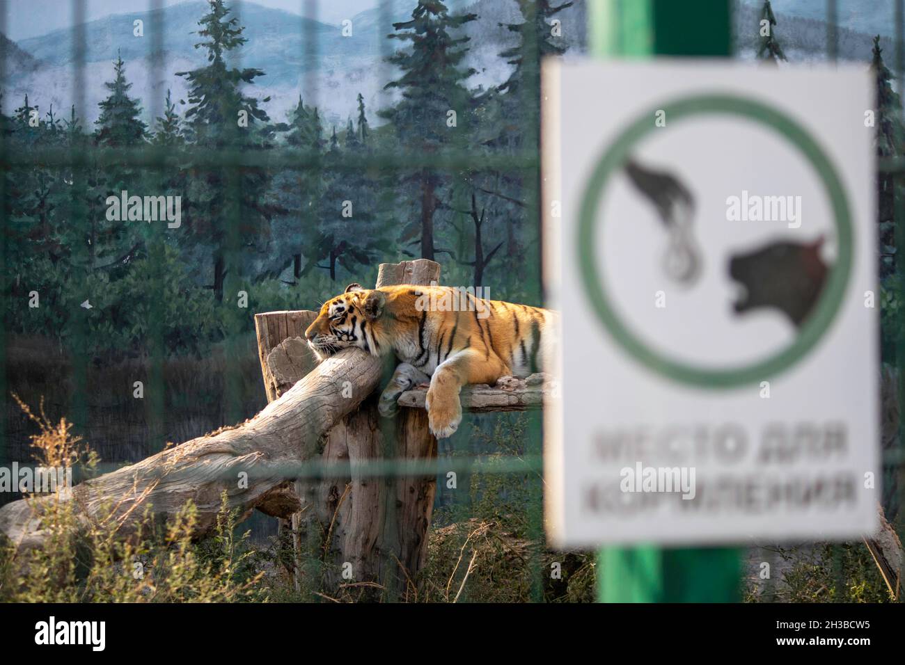 Red tiger hi-res stock photography and images - Alamy