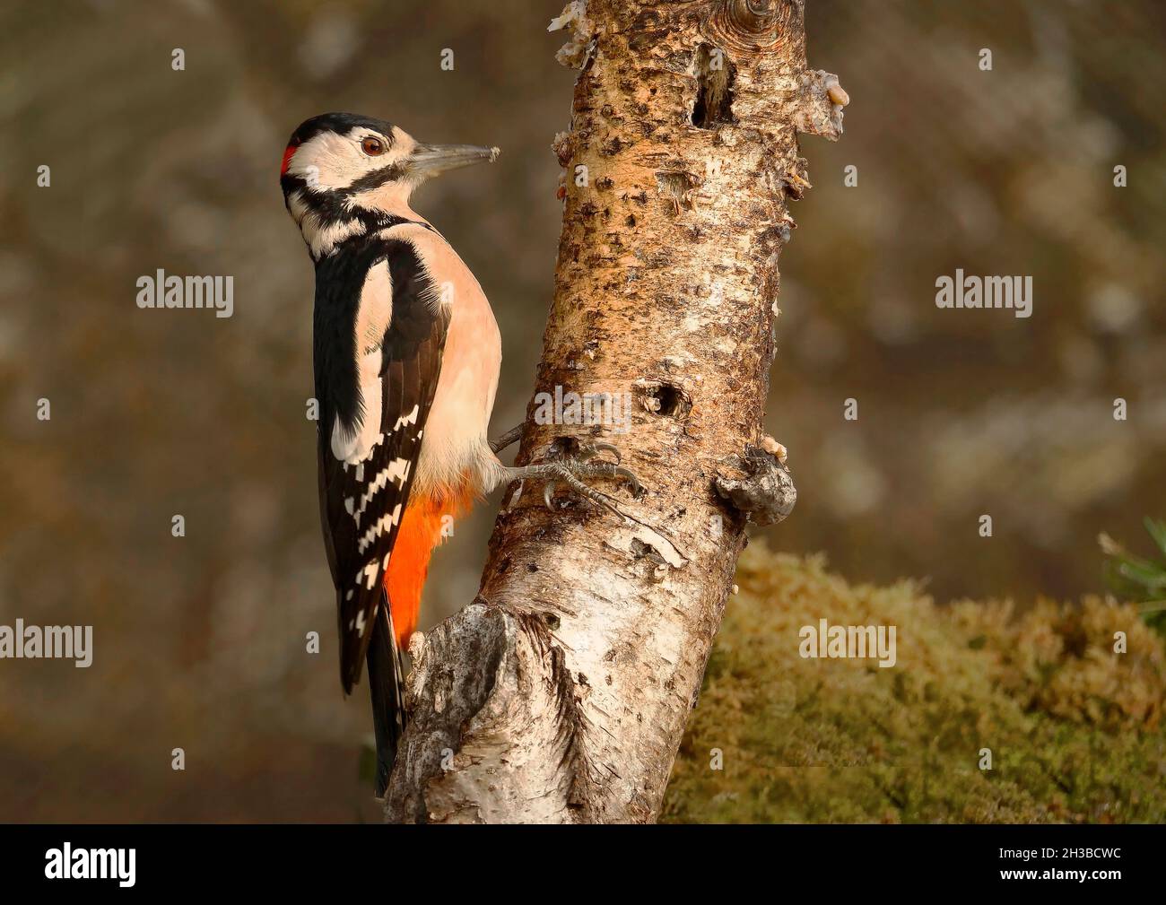 Great Spotted Woodpecker Scottish Borders, Hawick Stock Photo - Alamy