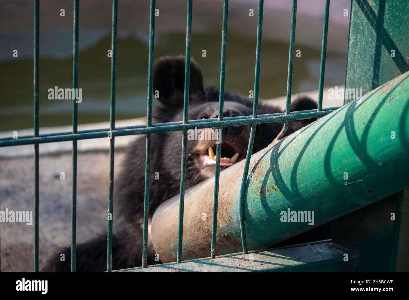 sad bear behind bars in the zoo aviary Stock Photo - Alamy