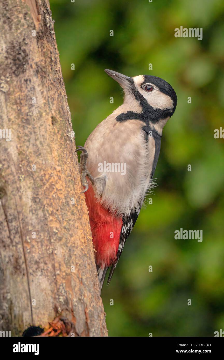 Great Spotted Woodpecker Scottish Borders, Hawick Stock Photo - Alamy