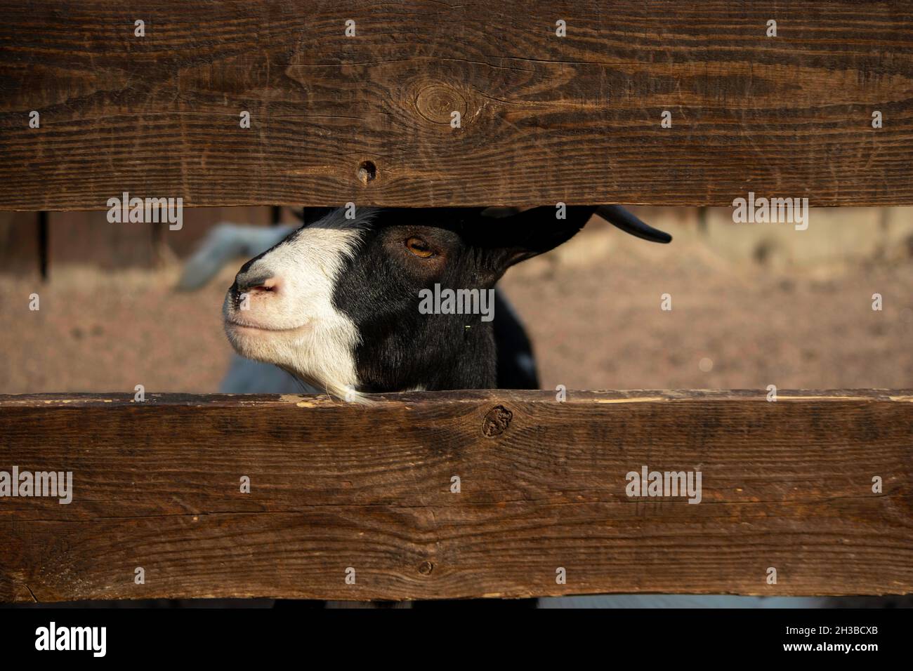 a little goat peeks out between the boards in the paddock Stock Photo ...