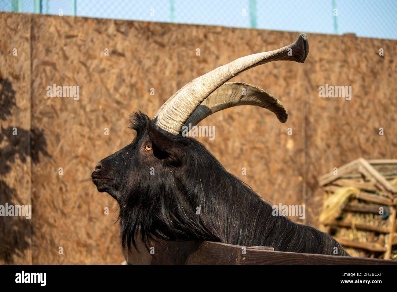 big goat with big horns in a wooden paddock Stock Photo - Alamy