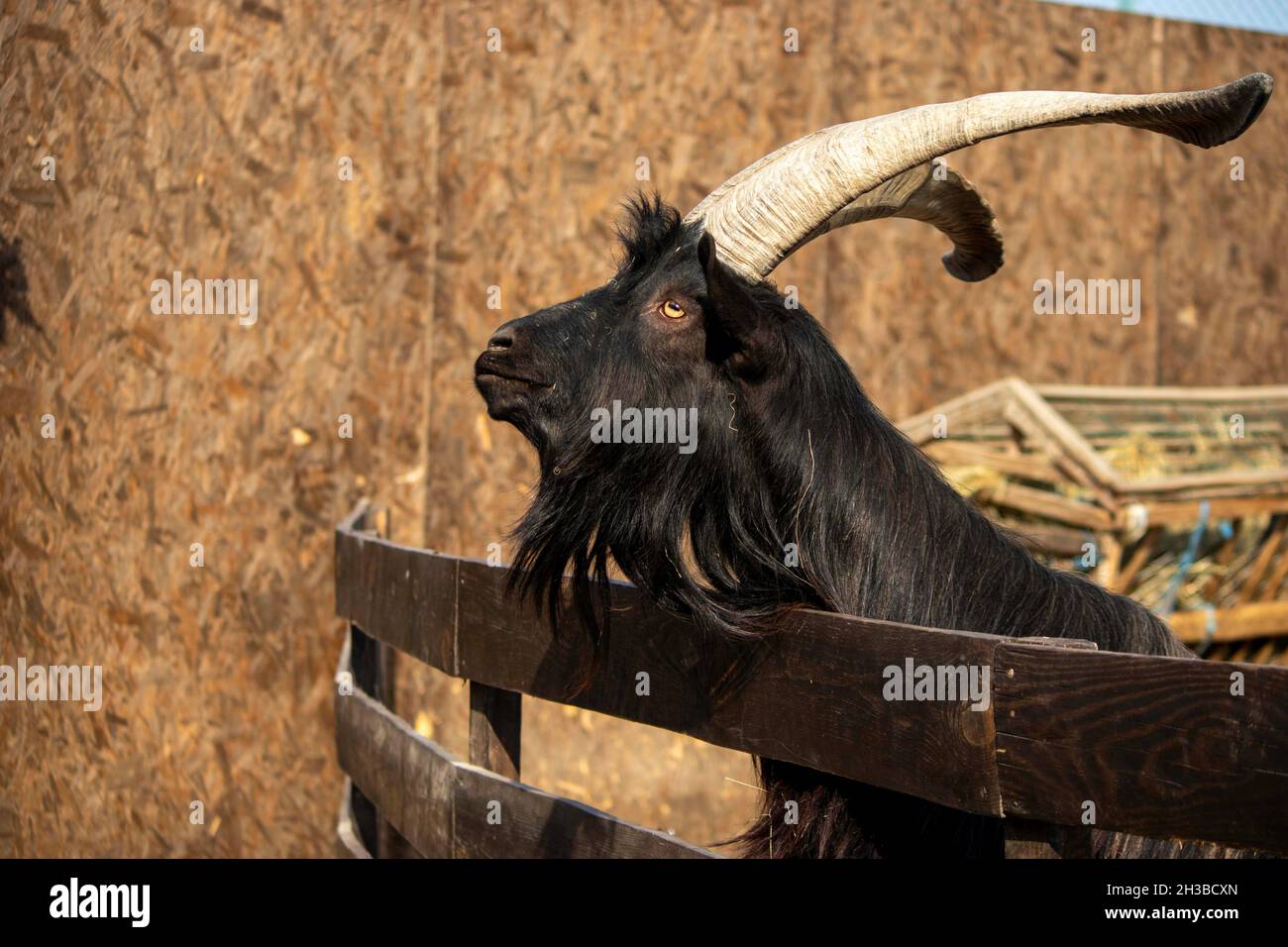 big goat with big horns in a wooden paddock Stock Photo - Alamy