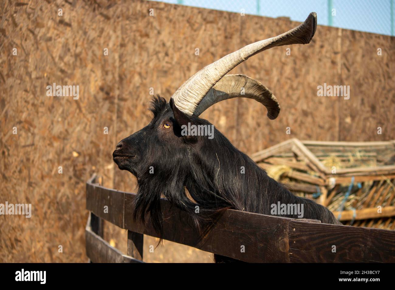 Big goat hi-res stock photography and images - Alamy
