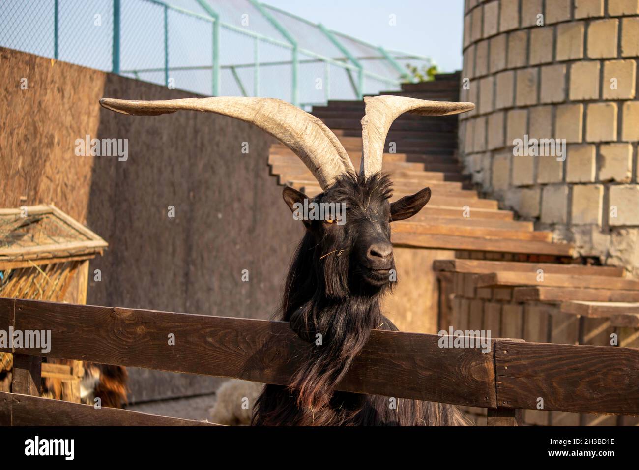 Big goat hi-res stock photography and images - Alamy