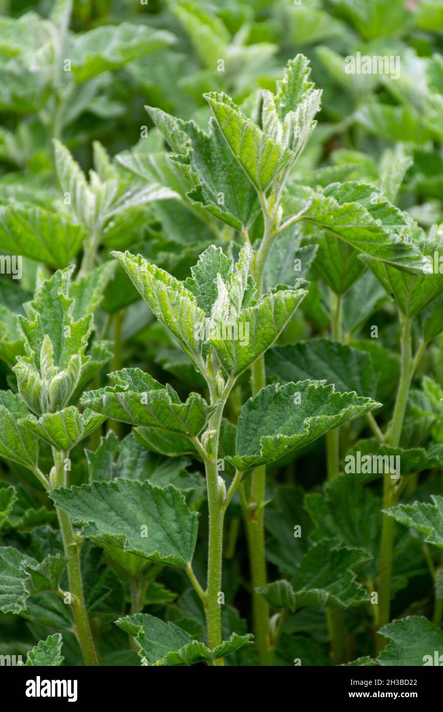 Botanical collection, medicinal plant green althaea officinalis in ...