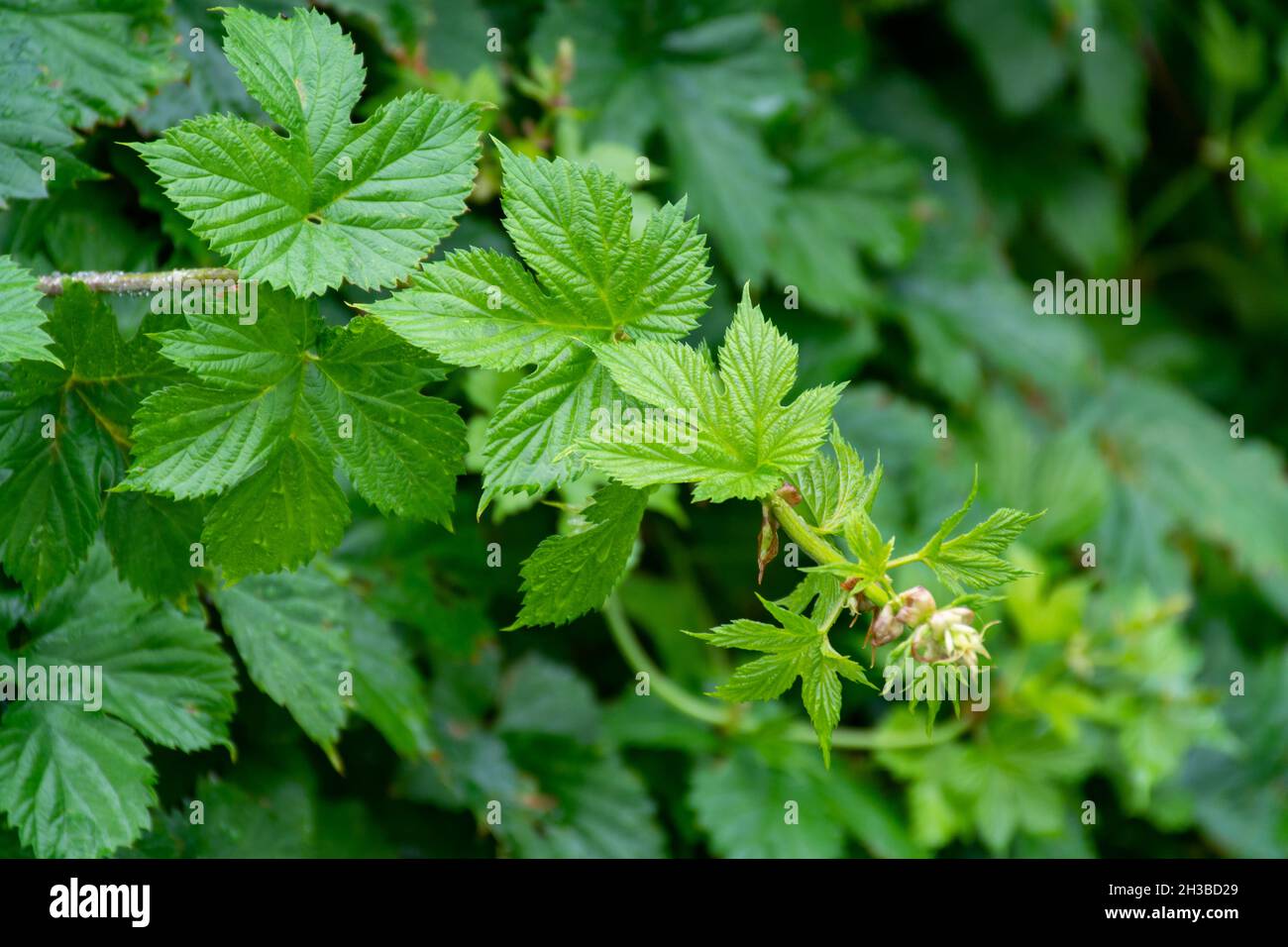 Botanical collection, green leaves of Humulus lupulus or hop plant used ...