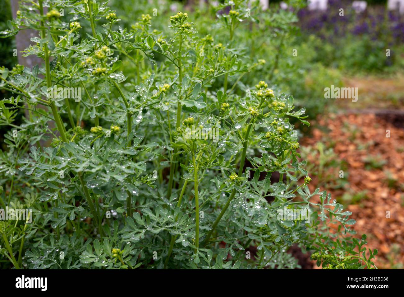 Botanical collection, Ruta graveolens medicinal plant or strong ...