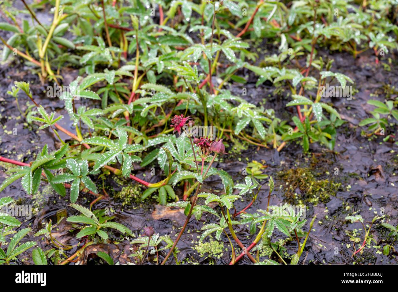 Botanical collection, Comarum palustre or Potentilla palustris ...