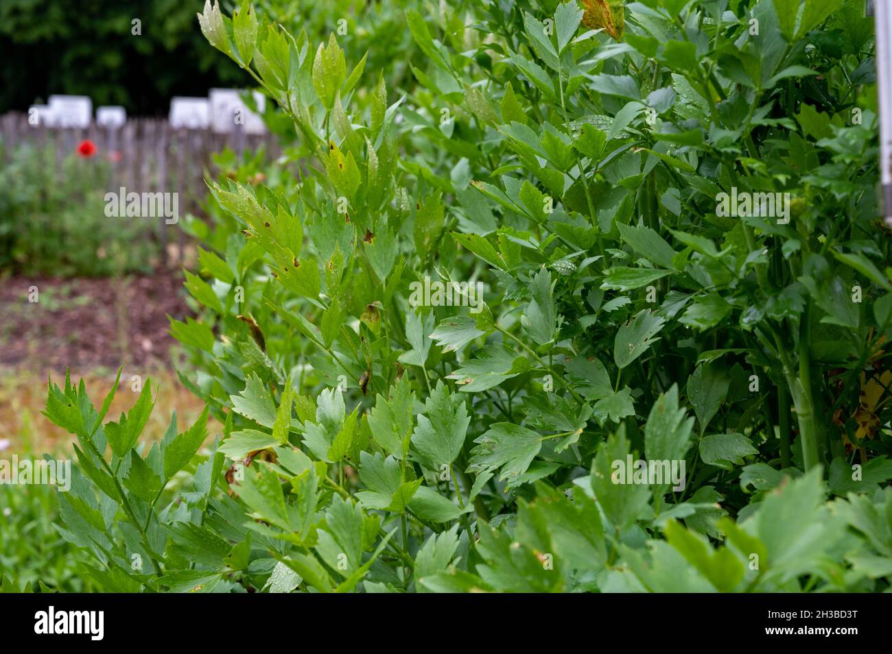 Botanical collection, levisticum officinale or lovage maggi edible ...