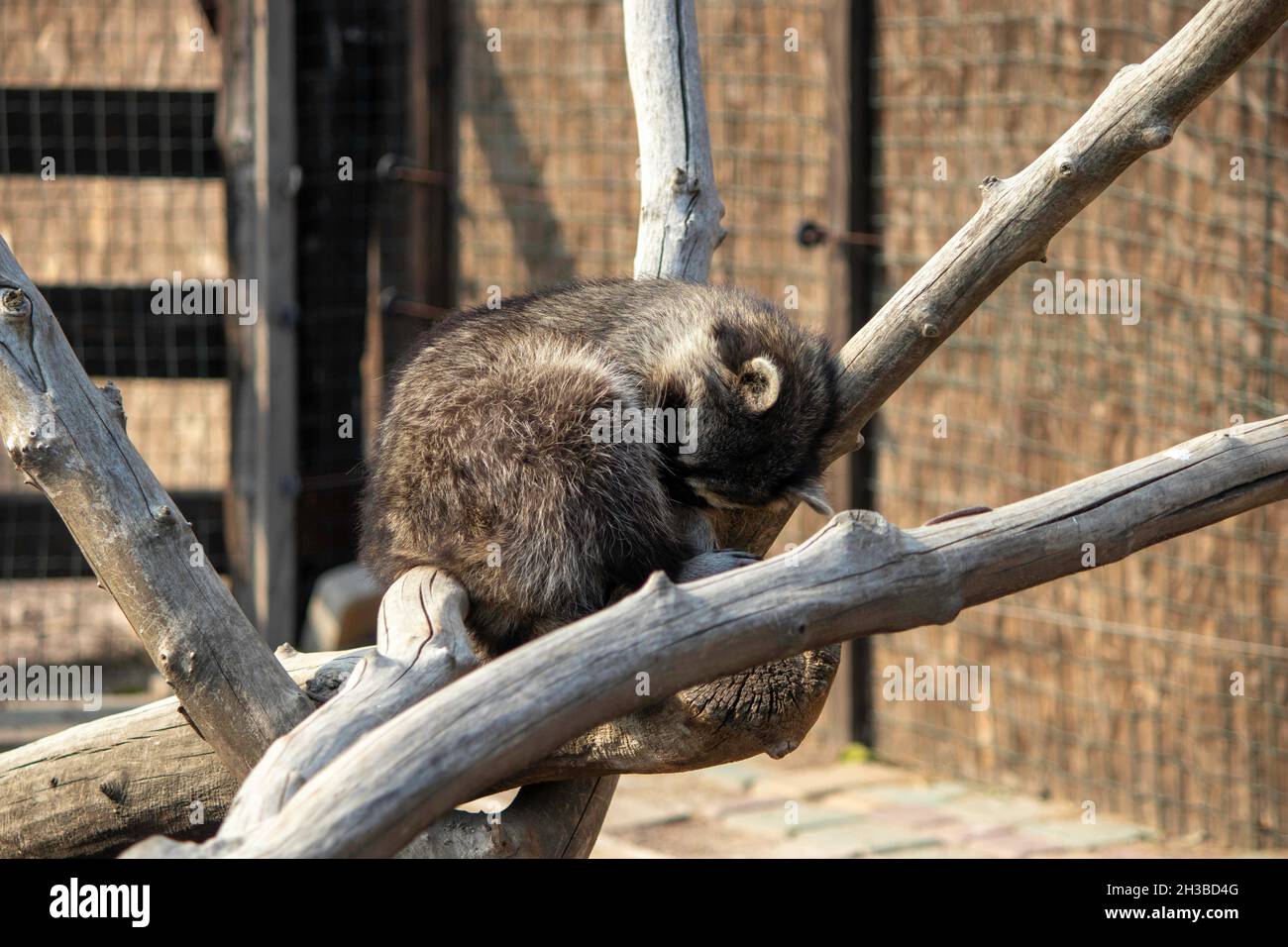 raccoon curled up in a ball and sleeping on a branch Stock Photo - Alamy
