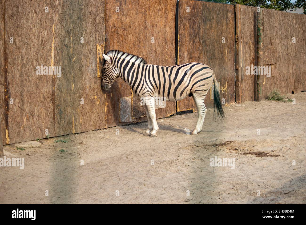 a sad zebra stands at the wall in the aviary Stock Photo - Alamy