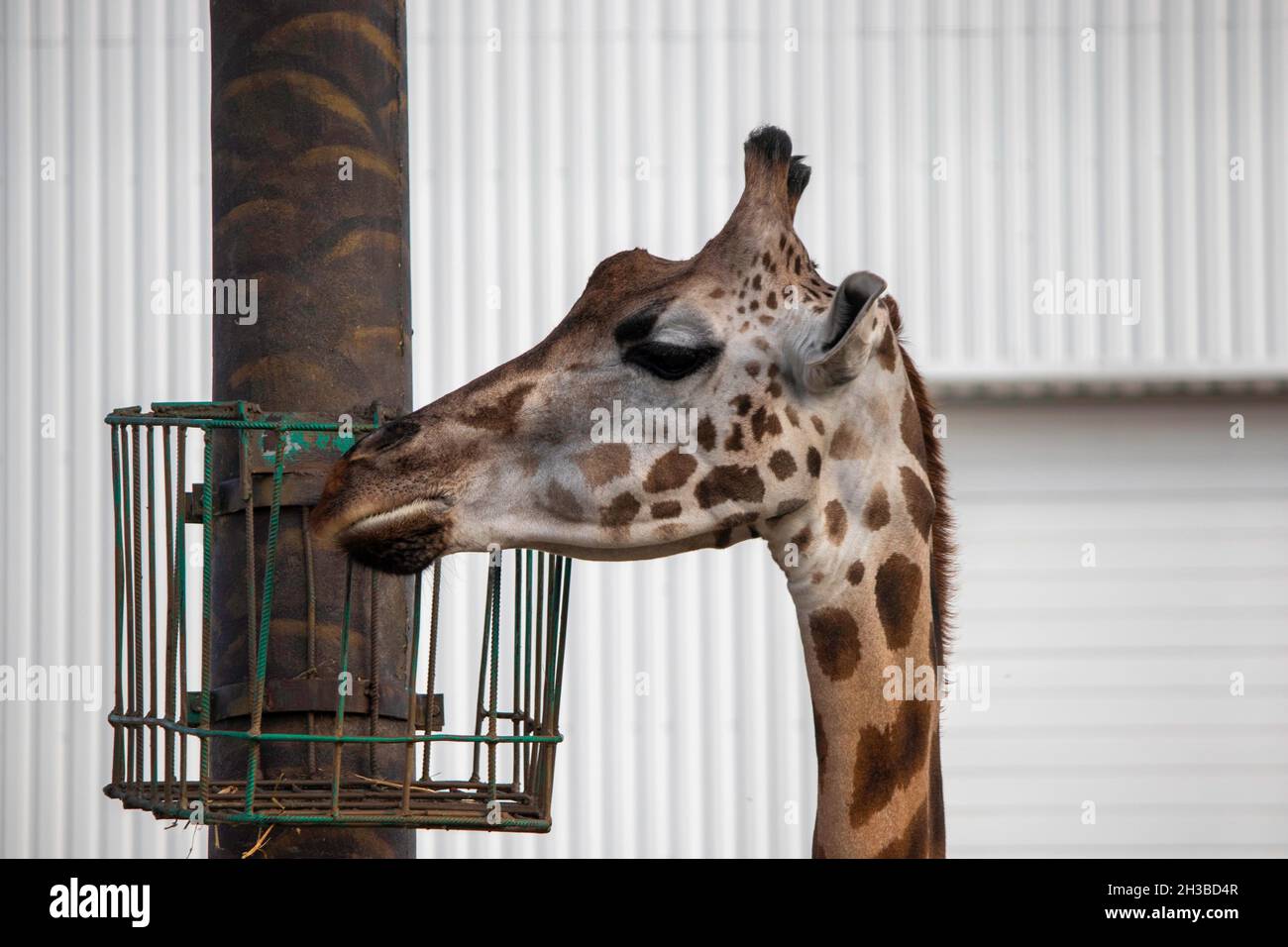 giraffe portrait, fluffy cute giraffe face Stock Photo - Alamy