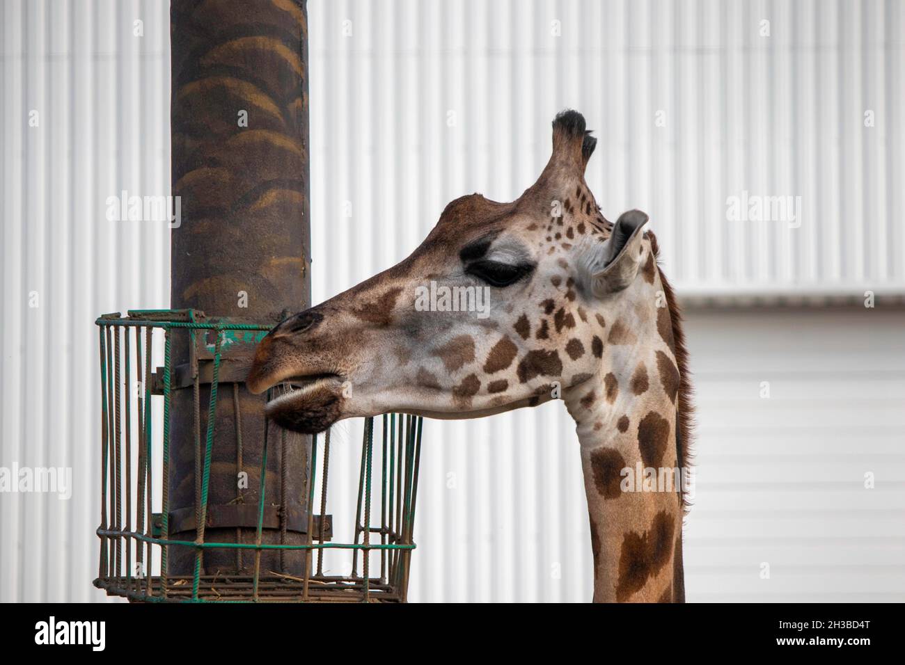 giraffe portrait, fluffy cute giraffe face Stock Photo - Alamy