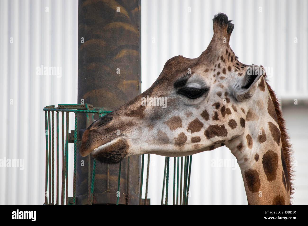 giraffe portrait, fluffy cute giraffe face Stock Photo - Alamy