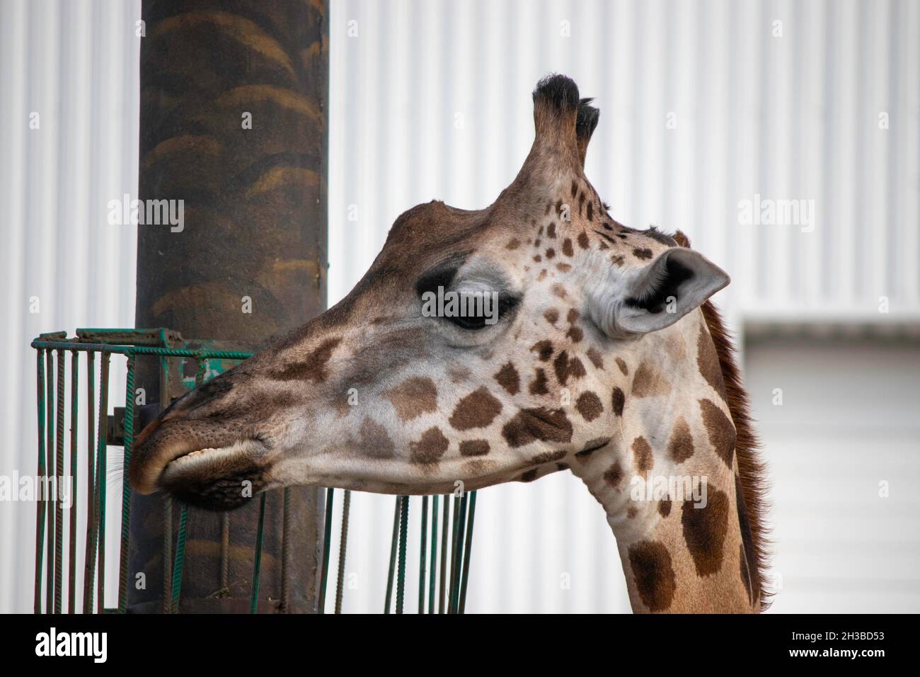 giraffe portrait, fluffy cute giraffe face Stock Photo - Alamy
